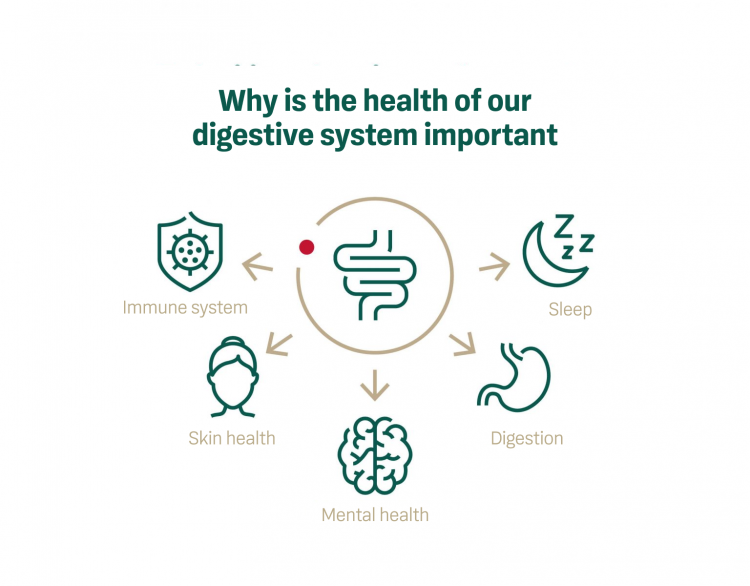You are only as healthy as your digestive system is - Donat